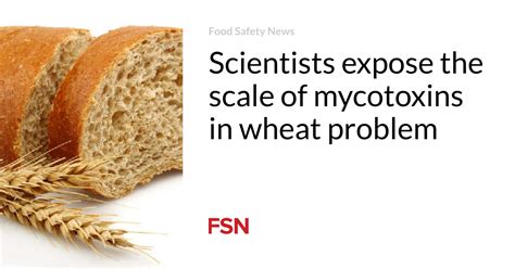 Scientists Expose The Scale Of Mycotoxins In Wheat Problem Food