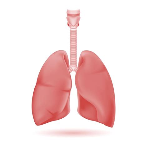 Premium Vector Human Lungs Vector Illustration