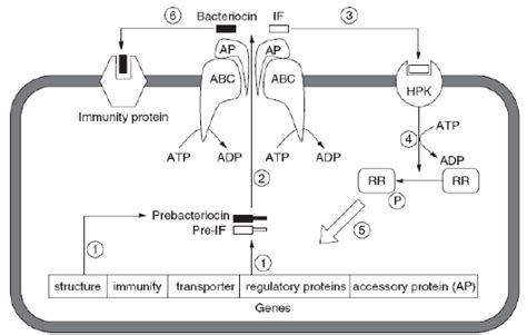 The biosynthesis of class II bacteriocins. 1. Formation of ...