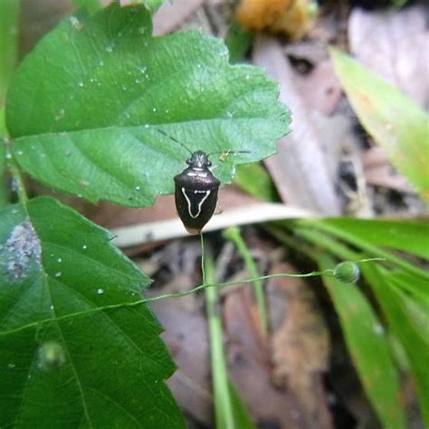 Flower Bug Bugguide Net