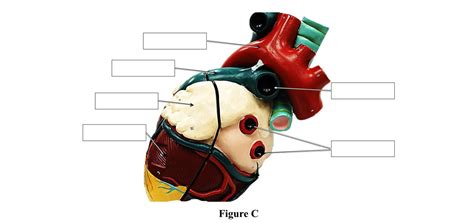 Solved Figure C Chegg Com