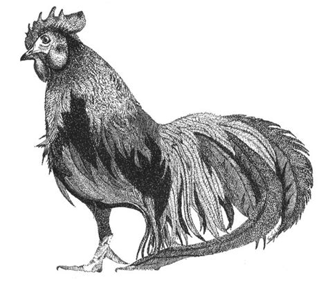 Cockerel By Tina Jost Pen And Ink Drawing Ink Pen Drawings Art
