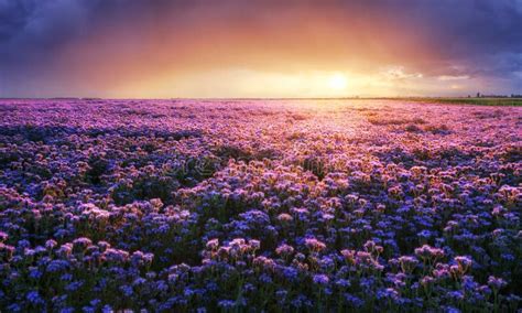 Stunning Flower Field Wallpaper For A Blissful Home