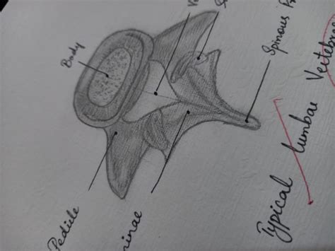 Draw Anatomical And Biological Diagrams By Mahnooryousa749 Fiverr