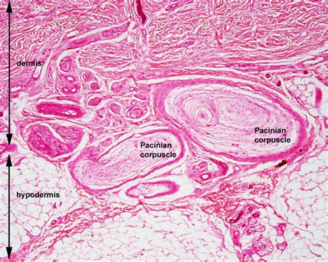 Filepacinian Corpuscle Histology 01 Embryology