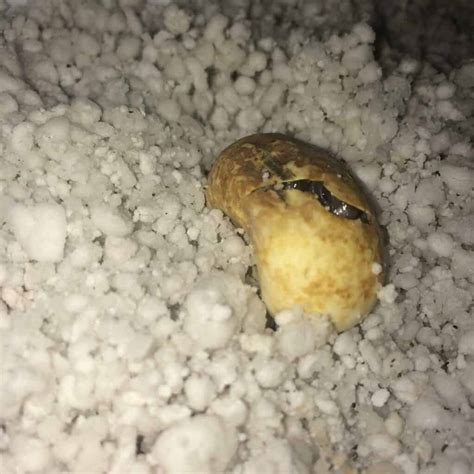 How Long Do Box Turtle Eggs Take To Hatch Influencing Factors