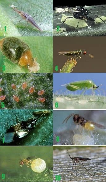 10 Insectos Que Benefician A Tu Jardín Conciencia Eco