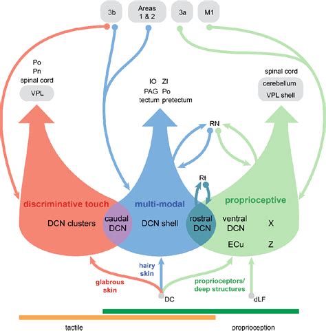 Figure 8 From The Dorsal Column Nuclei Neuroanatomy Reveals A Complex Sensorimotor Integration