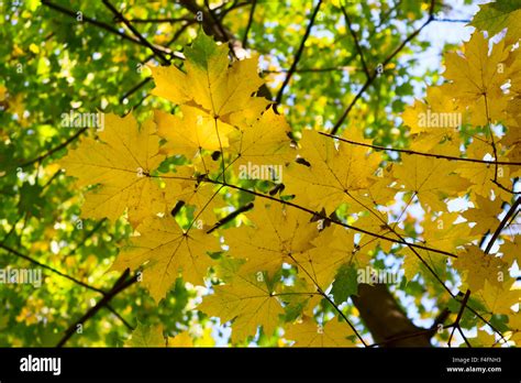 Spreading Crown Of A Tree In The Woods Stock Photo Alamy