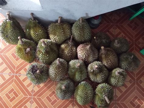 ရေဖြူမြို့နယ်၌ ယခင်နှစ်ထက် ဒူးရင်းသီး အထွက်နှုန်းကောင်းပြီး ဈေးကောင်းရ Information And Public