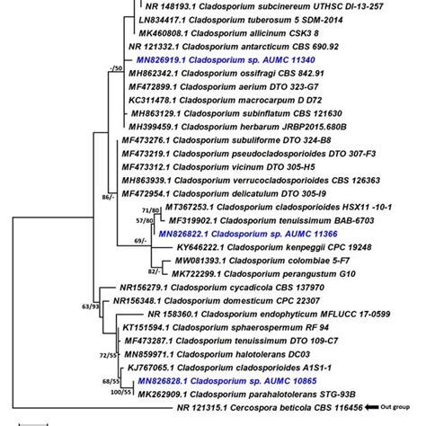 Phylogenetic Tree Generated From Mp Analysis Based On Alignment Of Its Download Scientific