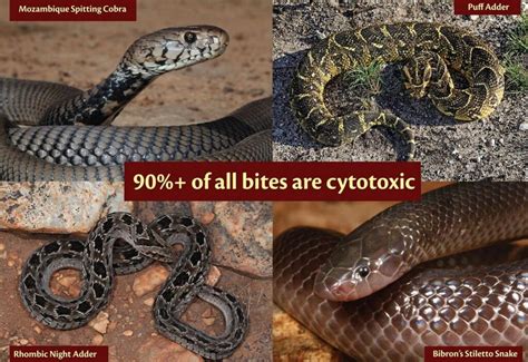 Preventing Snakebite In Southern Africa Bushguide 101