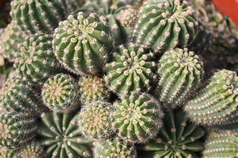 Echinopsis Easter Barrel Creekside Nursery