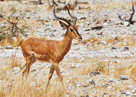 74 Types Of African Antelope And 56 Subspecies Full Guide