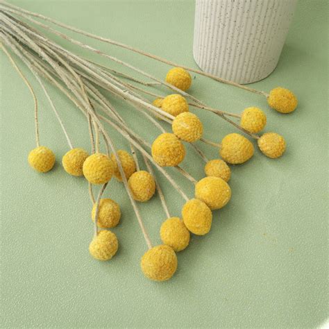 Billy Button Floral Forest Wholesale