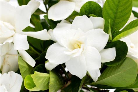Gardenias And Nut Grass The Epoch Times