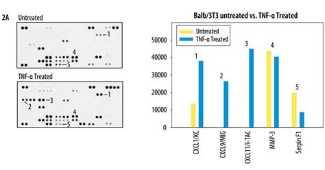 Proteome Profiler Mouse Xl Cytokine Array Ary028 Randd Systems