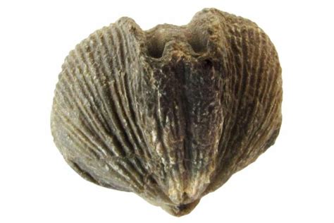 63 Legit Places To Find Iowa Fossils In 2025 Proven Spots
