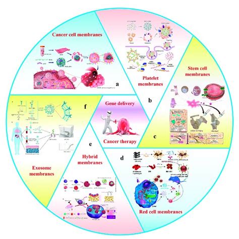 Schematic Of Membrane Wrapped Biomimetic Gene Delivery Nanoparticles Download Scientific