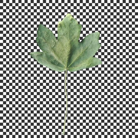 Maple Leaf Decal A23d