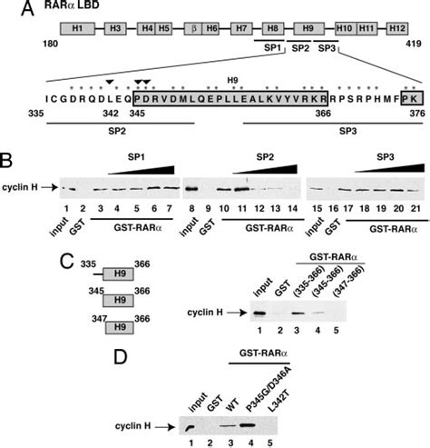 Cyclin H Interacts With A Surface Overlapping Loop 8 9 And The Download Scientific Diagram