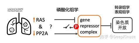 怎样用磷酸化蛋白质组学研究癌症？盘点aacr前沿研究 知乎