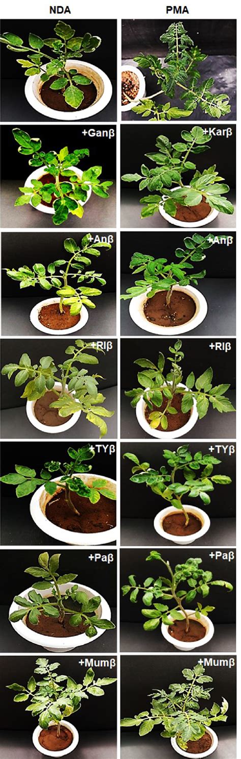 Trans Replication Of Non Cognate Betasatellites By The Bipartite
