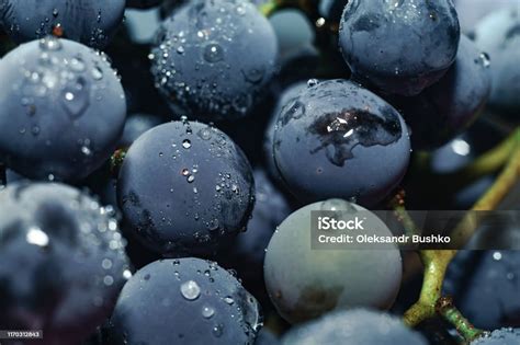 아름다운 파란색 젖은 이사벨라 포도 무리 배경을 닫습니다 매크로 보기 계절에 대한 스톡 사진 및 기타 이미지 계절 과일 농업 Istock