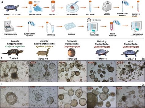 Morphological Characterization And Isolation Optimization For Turtle