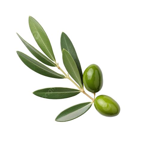 Greek Olives Leaves