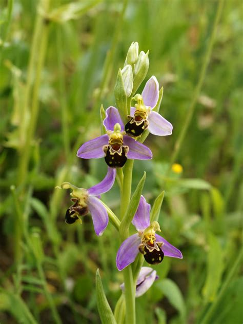 Ophrys Apifera Bee Orchid World Of Flowering Plants
