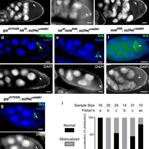 An Atrchk1 Checkpoint Activation Pathway Is Activated During