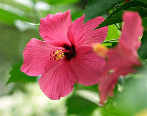 Hibiscus Flower Pink Free Photo On Pixabay