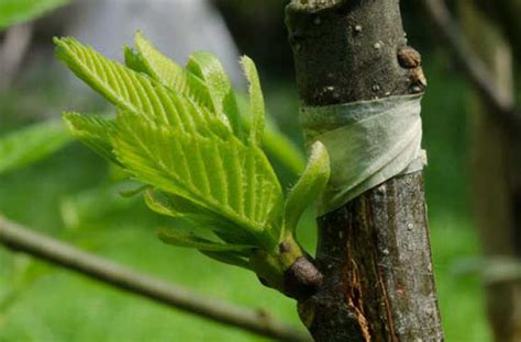 Workshop On Forest Genetic Common Gardens Euforgen European Forest