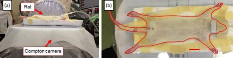 Compton Camera Setup For The In Vivo Experiment A Sideway View And Download Scientific