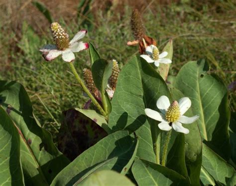 Hierba Del Manso Anemopsis Californica