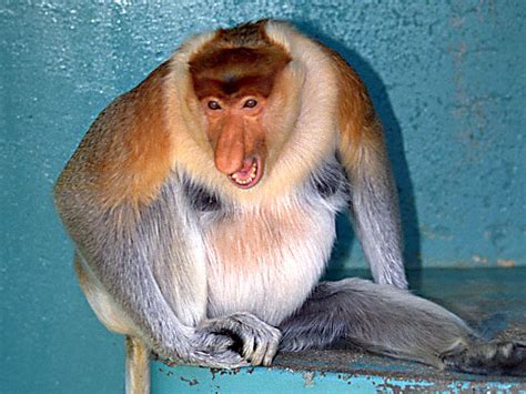 Funny Proboscis Monkey Photos Funny Animals