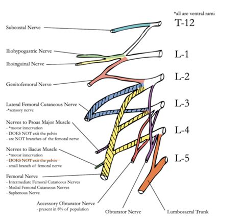 Pelvic Region Lumbar Plexus Flashcards Quizlet
