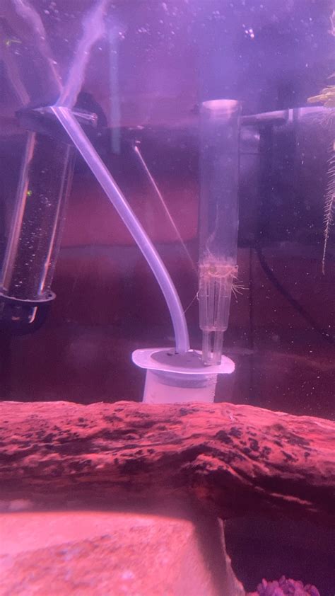 Im New To Having A Tank And Wanted To See If I Could Make A Diy Co2