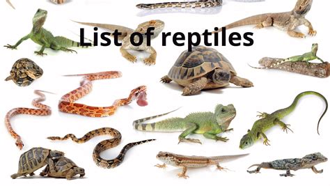 List Of Amphibians