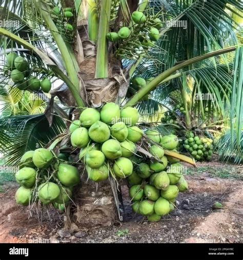 Dwarf Coconut Tree