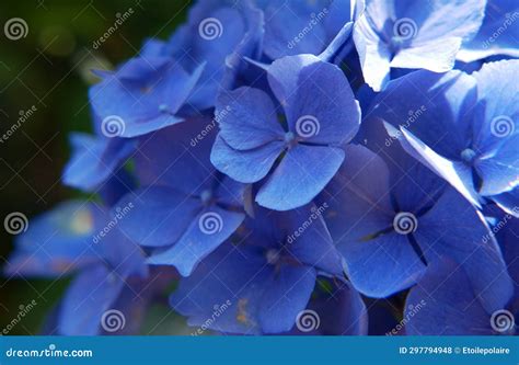 Blue Sepals Of Hydrangea Macrophylla Or Lacecap Hydrangea Flowe Stock
