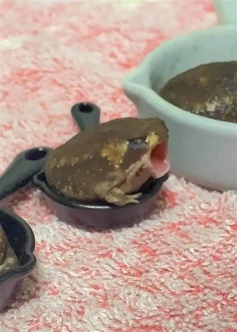 Opera Phrog Scrolller