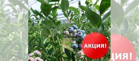 Голубика 5лет купить в Краснодаре | Товары для дома и дачи | Авито