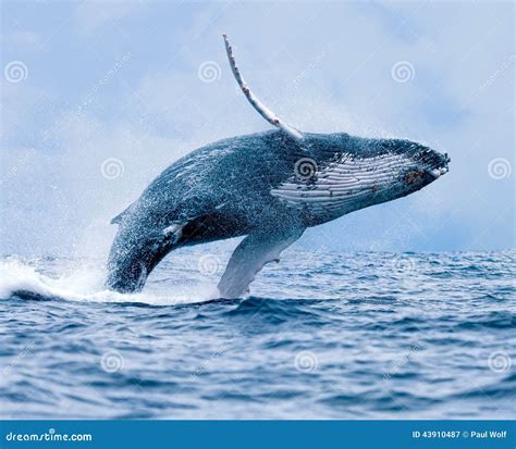 Humpback Whale Jumping Out Of The Water Stock Photography | CartoonDealer.com #26586806