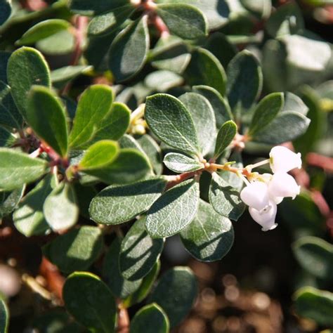 Emerald Carpet Manzanita Candj Gardening Center