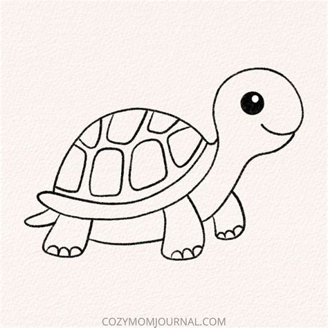Tortoise Drawings