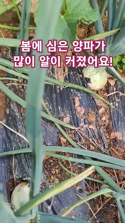 봄에 심은 양파가 알이 많이 커졌어요 양파 재배 힐링 텃밭 가꾸기 Shorts 코리아선교방송구독 And 좋아요