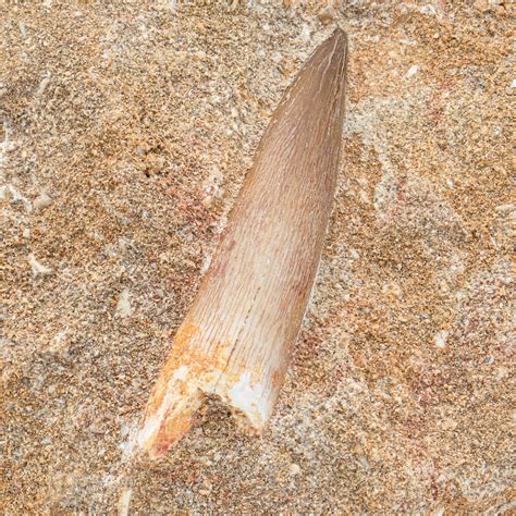 Tooth And Claw