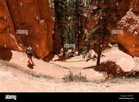 Woman Hikes The Peekaboo Loop Trail Bryce Canyon National Park Utah